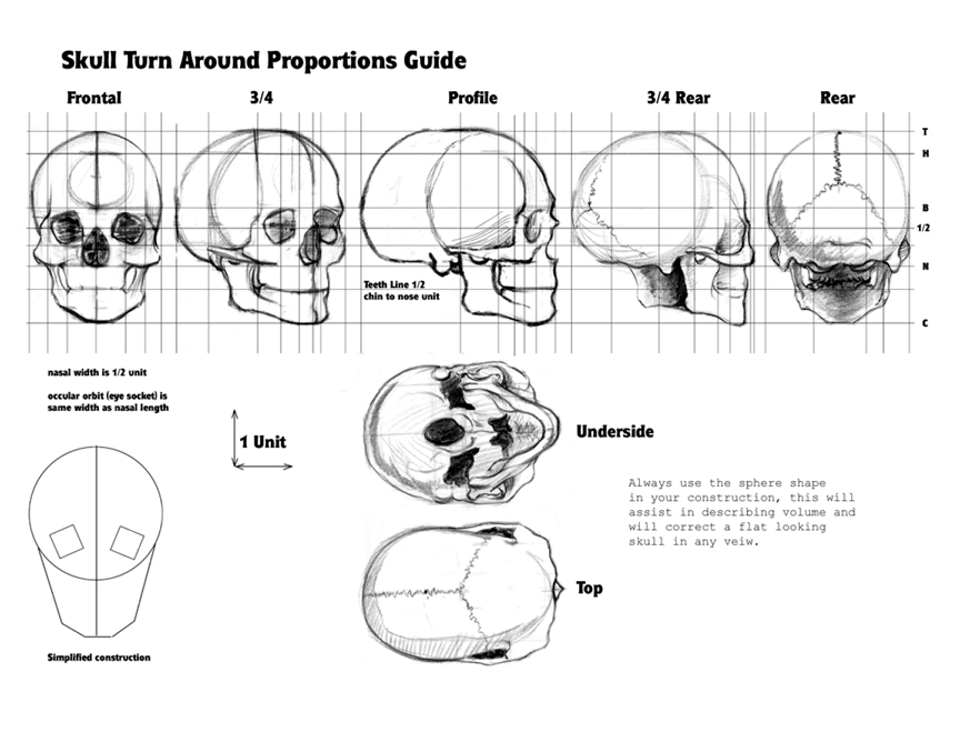 Drawing Anatomy Skull Proportions drawing-anatomy-skull-proportions