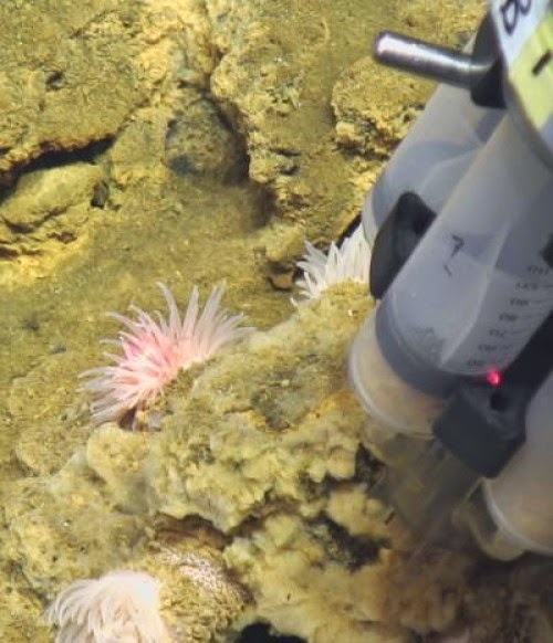 Iron Oxidizing Bacteria Found Along Mid Atlantic Ridge Geology Page 