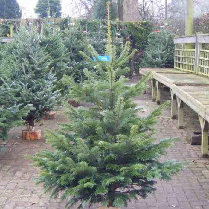 Which Are The Best Types Of Christmas Tree Pyracantha co uk which-are-the-best-types-of-christmas-tree-pyracantha-co-uk
