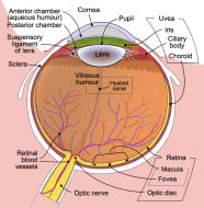 Anatomy Of The Eye Coloring Anatomy Of The Eye Coloring