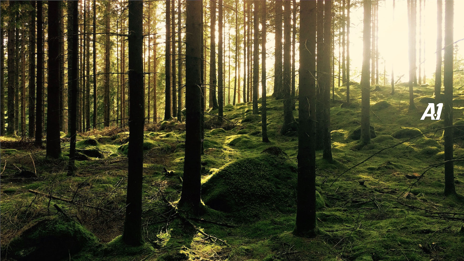 Family Forest Zoom Virtual Background Ideas - gerdman.hyperphp.com