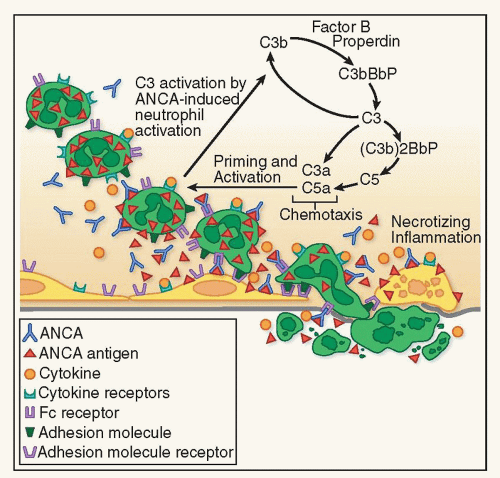 Pauci-Immune and Antineutrophil Cytoplasmic Autoantibody-Mediated ...