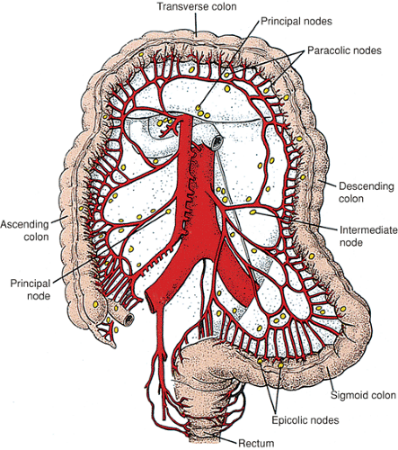 Stomach Anatomy Blood Supply