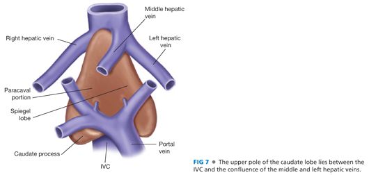 Segmental Hepatectomy | Abdominal Key