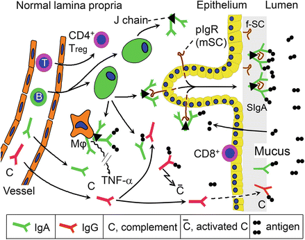Role of the Intestinal Immune System in Health | Abdominal Key