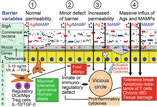 Role of the Intestinal Immune System in Health | Abdominal Key