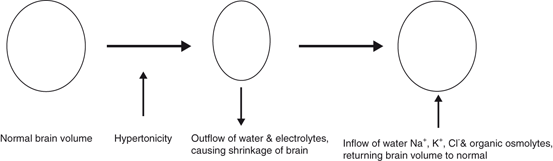 Disorders of Water Balance: Hypernatremia | Abdominal Key