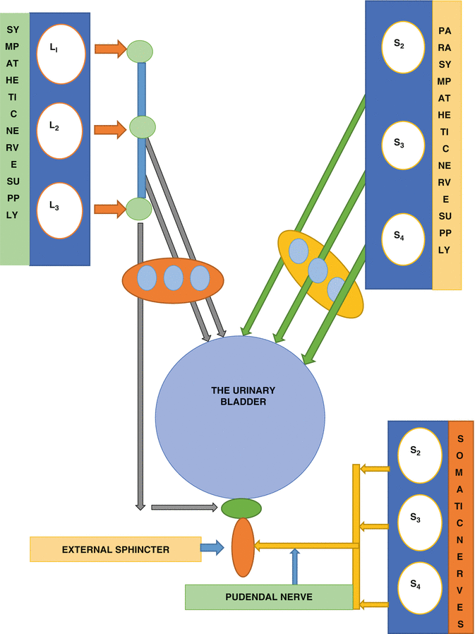 Neurogenic Bladder Sphincter Dysfunction | Abdominal Key