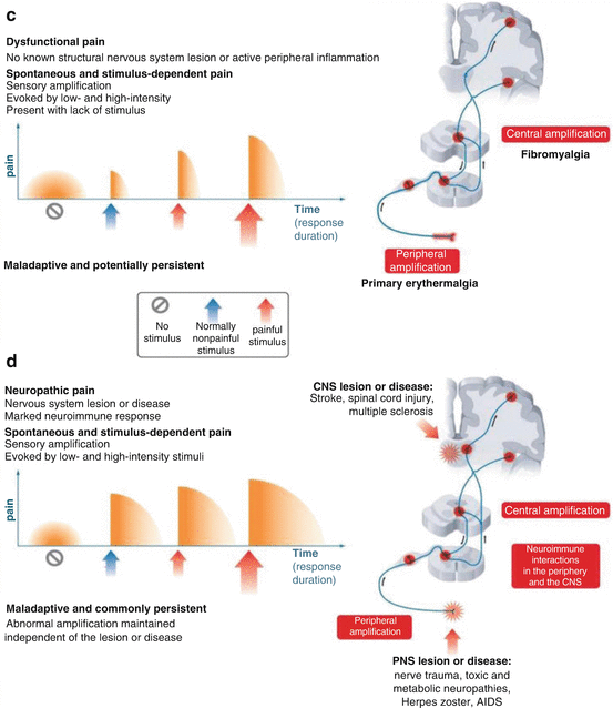 Pelvic Floor Anatomy and Neurovasculature Related to Urogenital Pain ...