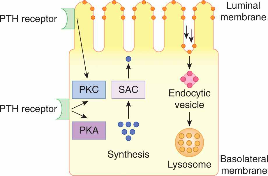 Disorders of Phosphate Homeostasis—Hypo and Hyperphosphatemia ...