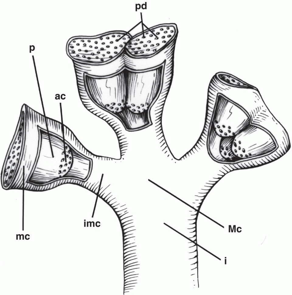 Surgical Anatomy of the Kidney for Endourological Procedures ...