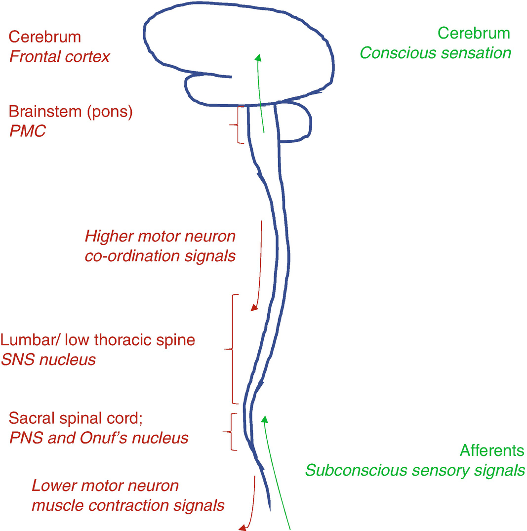 Urinary Tract: Form and Function | Abdominal Key