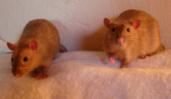 Choosing | About Pet Rats