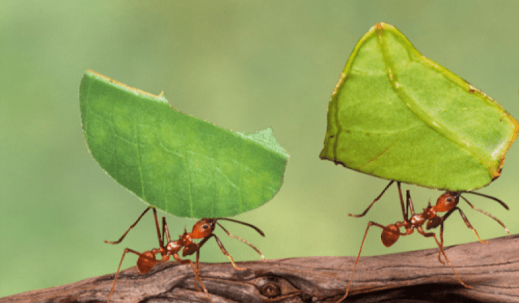 O cristão e a formiga