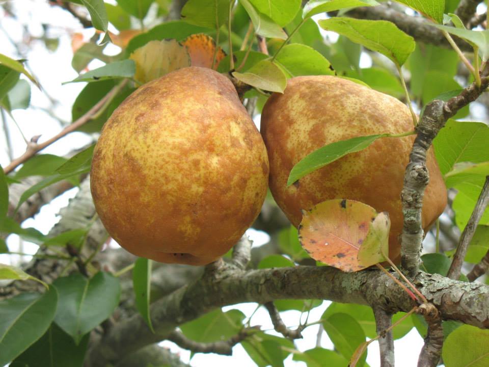 In Celebration of the Sand Pear | The Aiken Chronicles