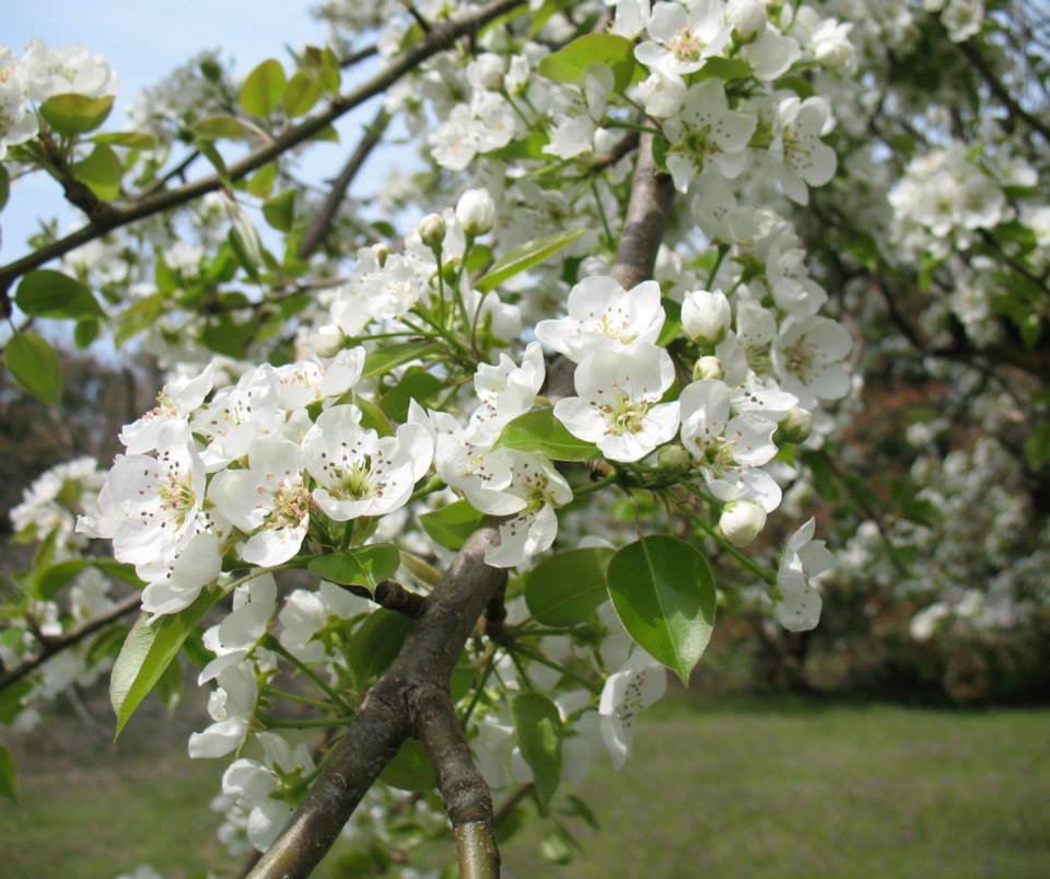In Celebration of the Sand Pear | The Aiken Chronicles