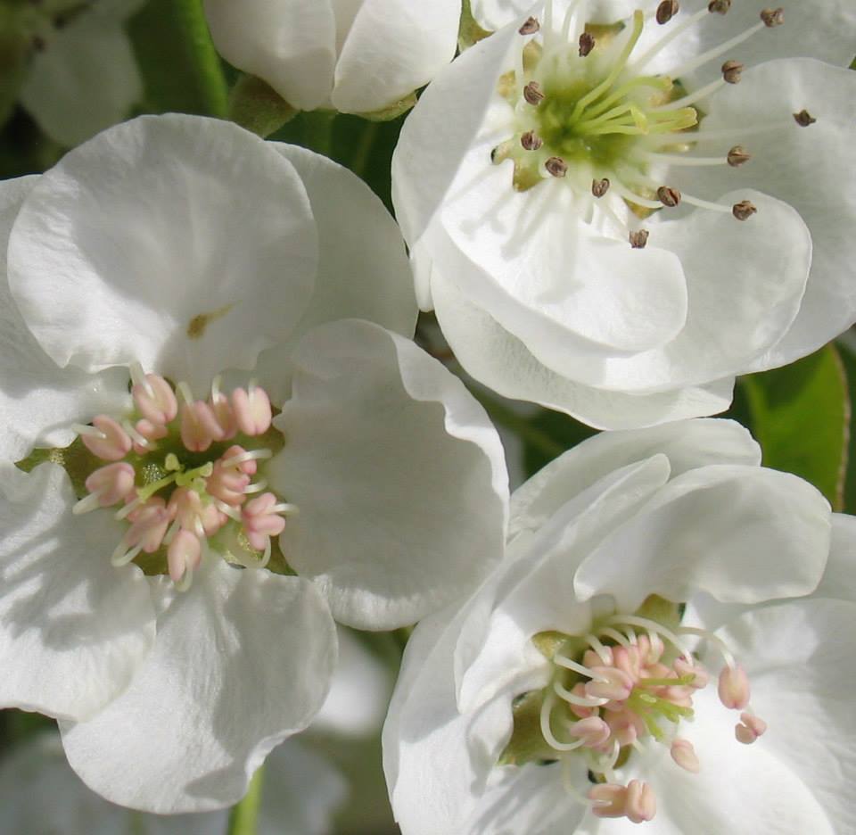 In Celebration of the Sand Pear | The Aiken Chronicles