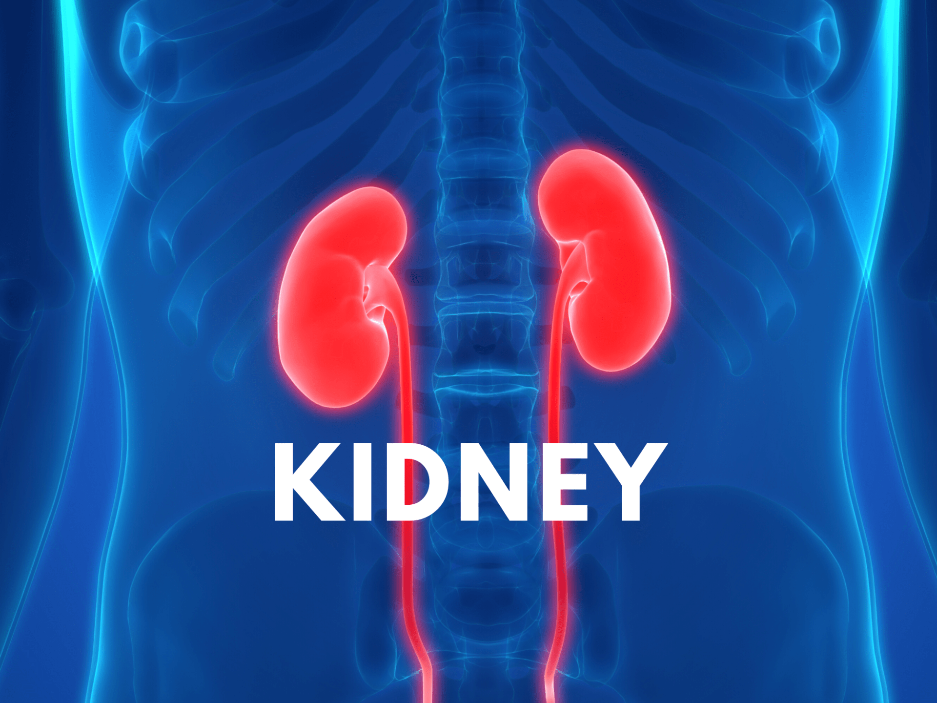 Five Zang Organs – Kidney - Alex Hui