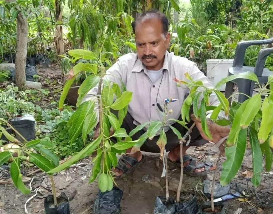 Farmer developed new mango, who gives fruits 365 days, sends 1200 mango ...
