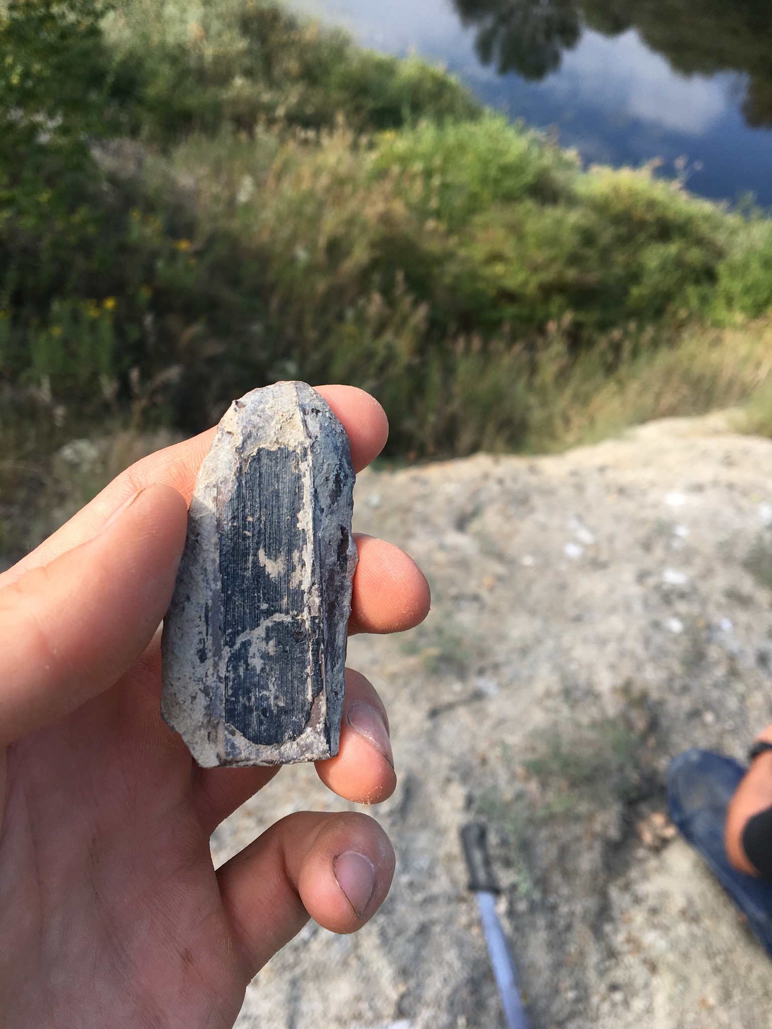 Fossil Collecting Mazon Creek Pit 11: The Field Guide - American Fossil ...