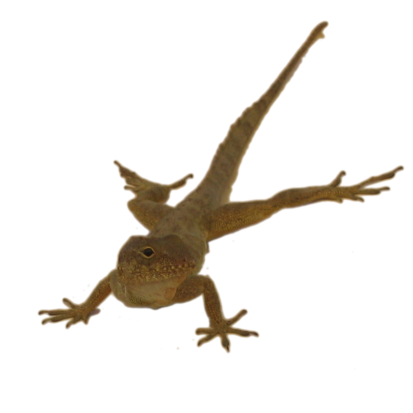 Boot to Gecko - Mozillas eigenes Betriebssystem für das offene Web ...