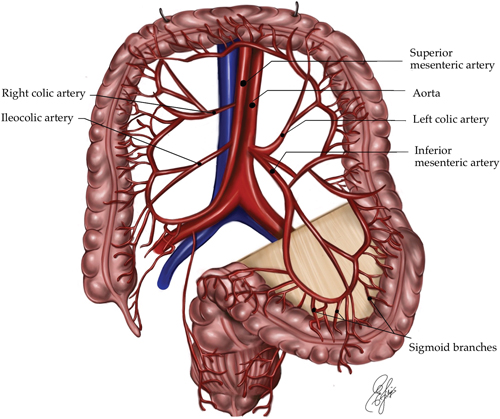 3 ABDOMEN | Anesthesia Key