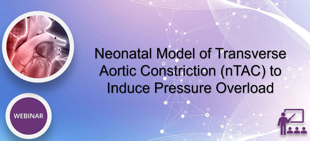 WEBINAR: Neonatal model of transverse aortic constriction (nTAC) to ...