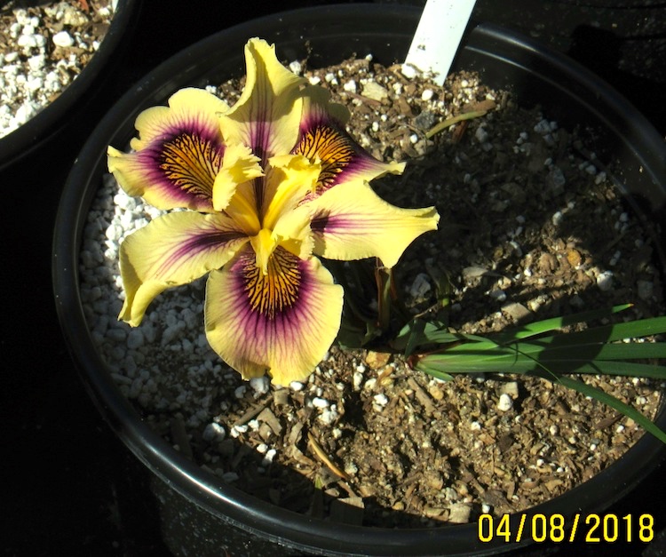 Two moments of iridaceous naming | Arnold Zwicky's Blog