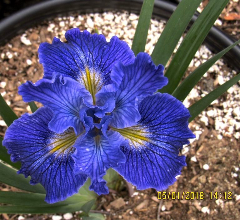 Two moments of iridaceous naming | Arnold Zwicky's Blog