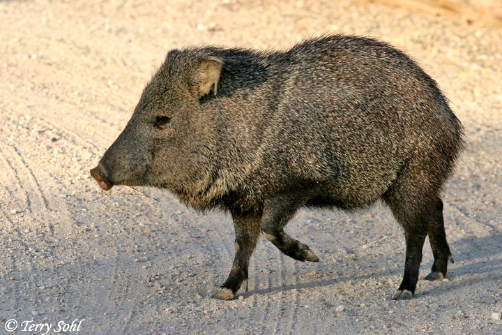 Morning name: javelina | Arnold Zwicky's Blog