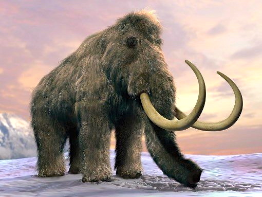 Mammoths and flowers | Arnold Zwicky's Blog