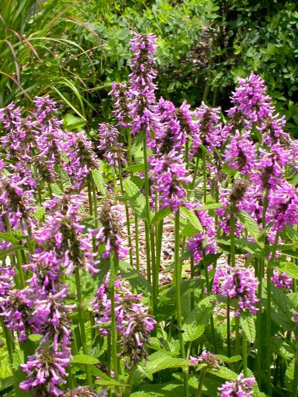 Stachys | Arnold Zwicky's Blog