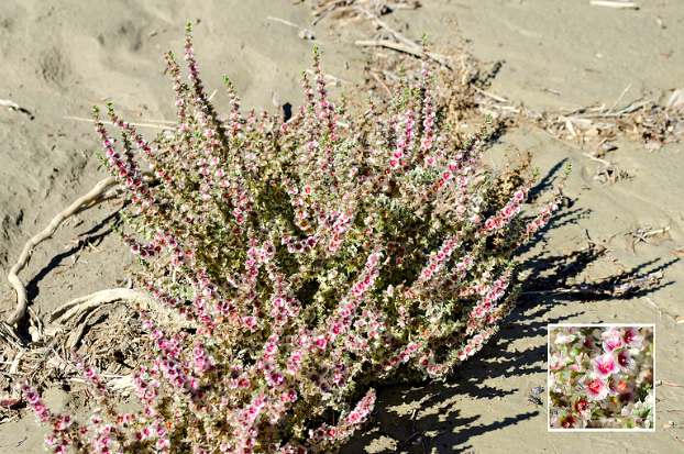 Tumblin’ | Arnold Zwicky's Blog