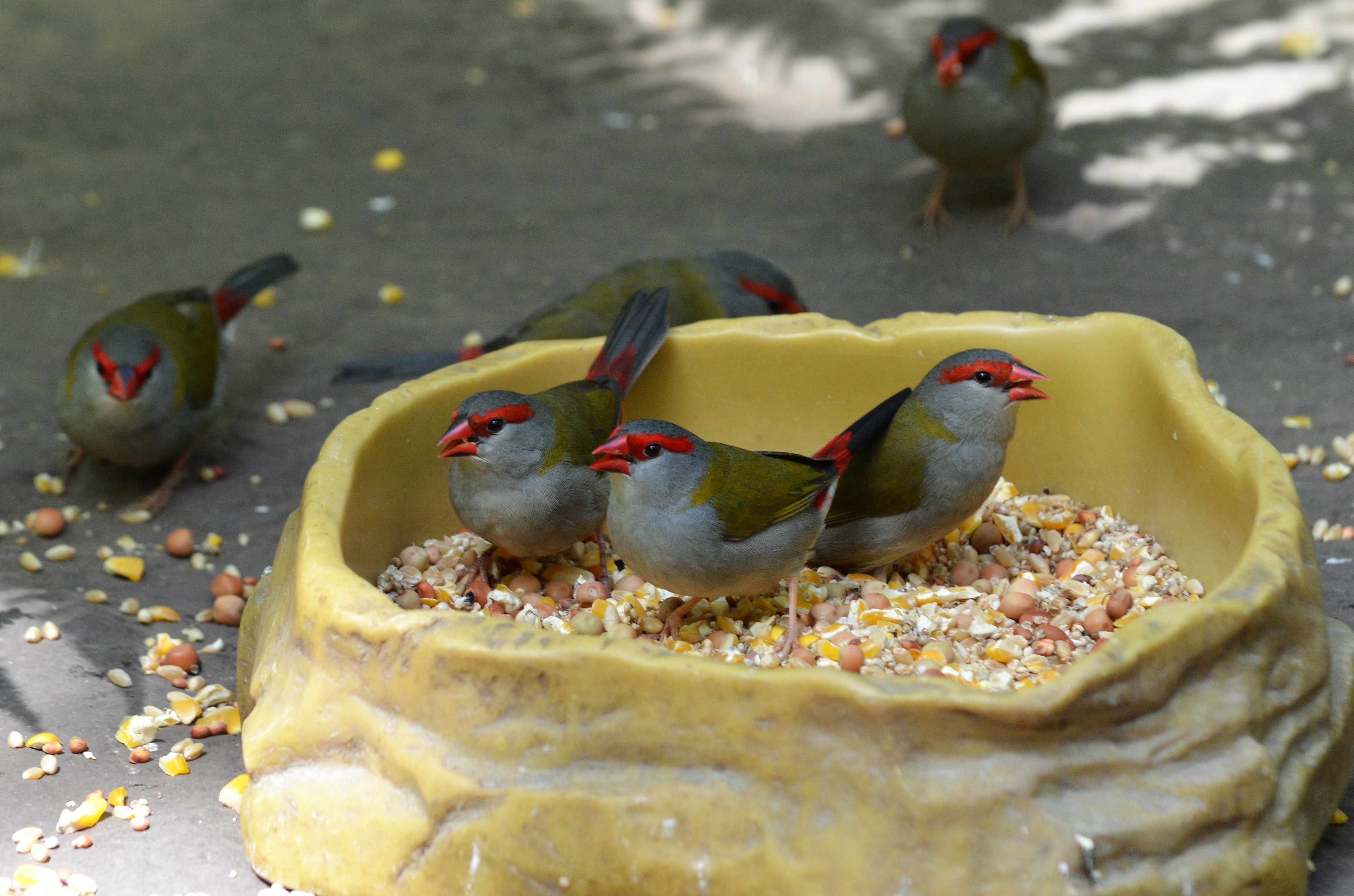 Fact Sheet: Australian Finches – Avicultural Society of Australia