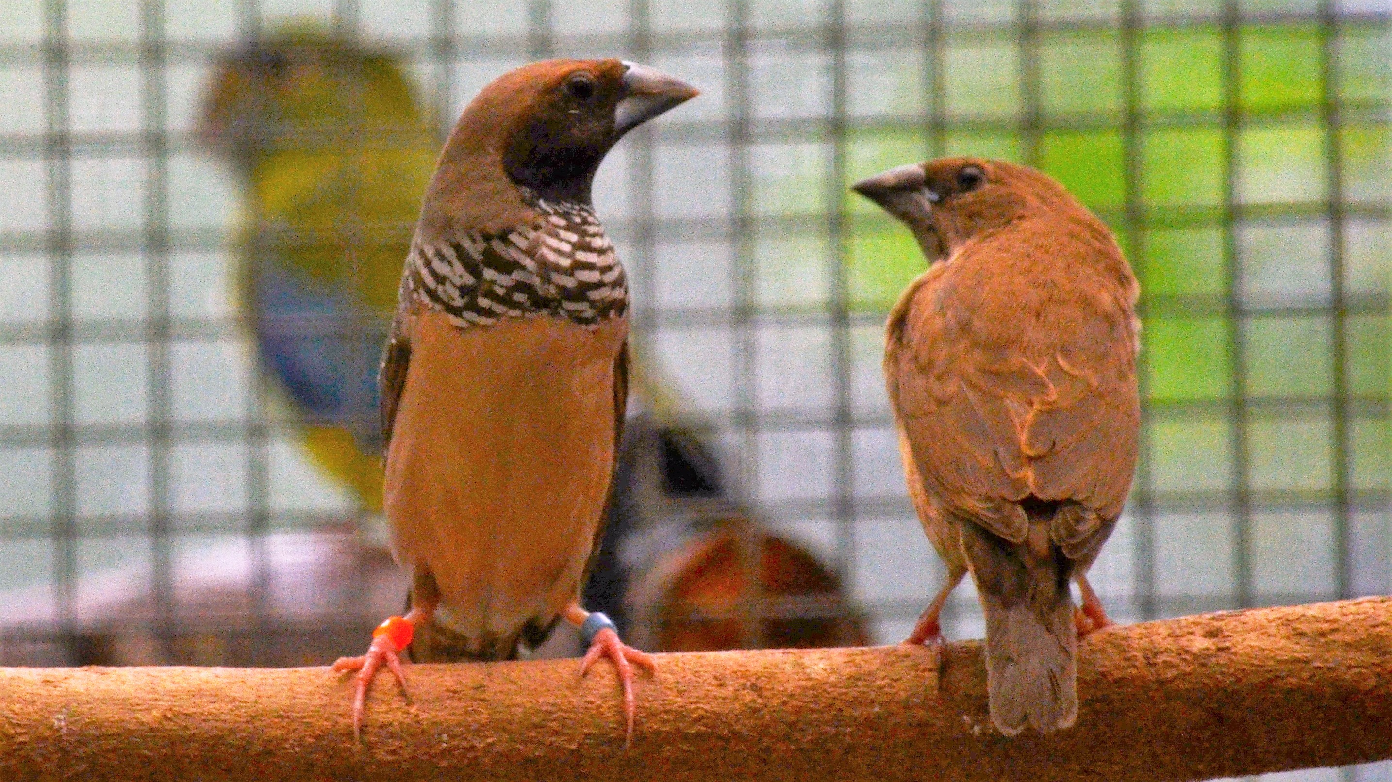 Fact Sheet: Australian Finches – The Avicultural Society of Australia