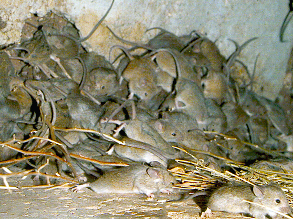Aussie farmers suffer devastating mouse plague - Asia Times