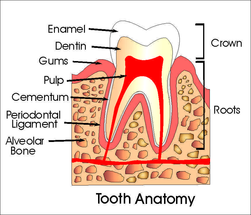 what-are-the-parts-of-a-tooth-ask-an-orthodontist