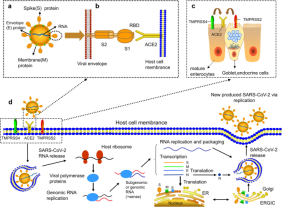 The Jounced Entrails-Intestine in COVID-19 - Athenaeum Scientific ...
