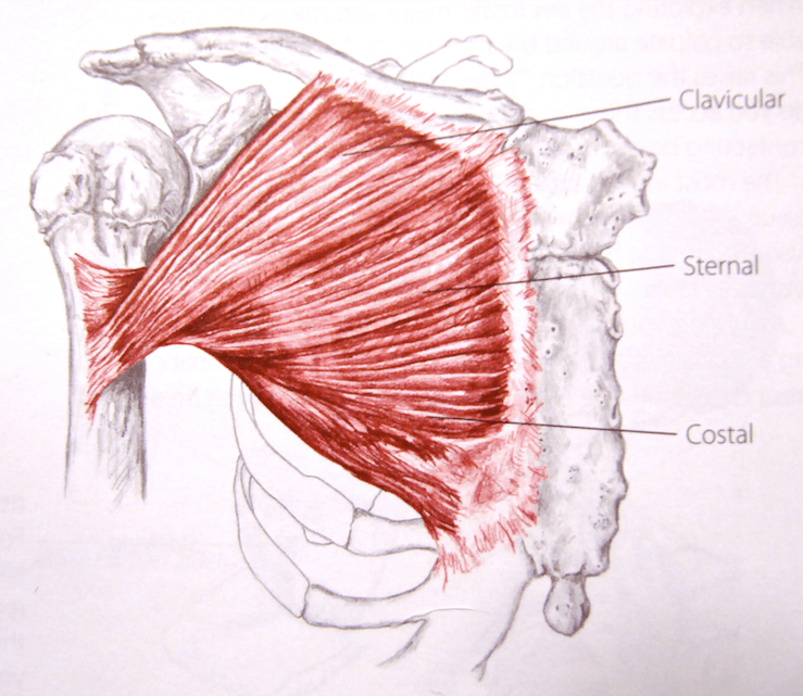 Rethinking how and why you’re training your glutes | b-reddy.org