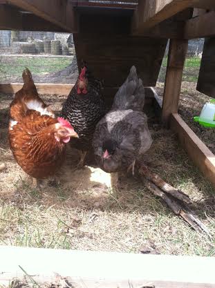 Rustic Whole-Wheat Pillows and Three Hens - Bake This Day Our Daily Bread