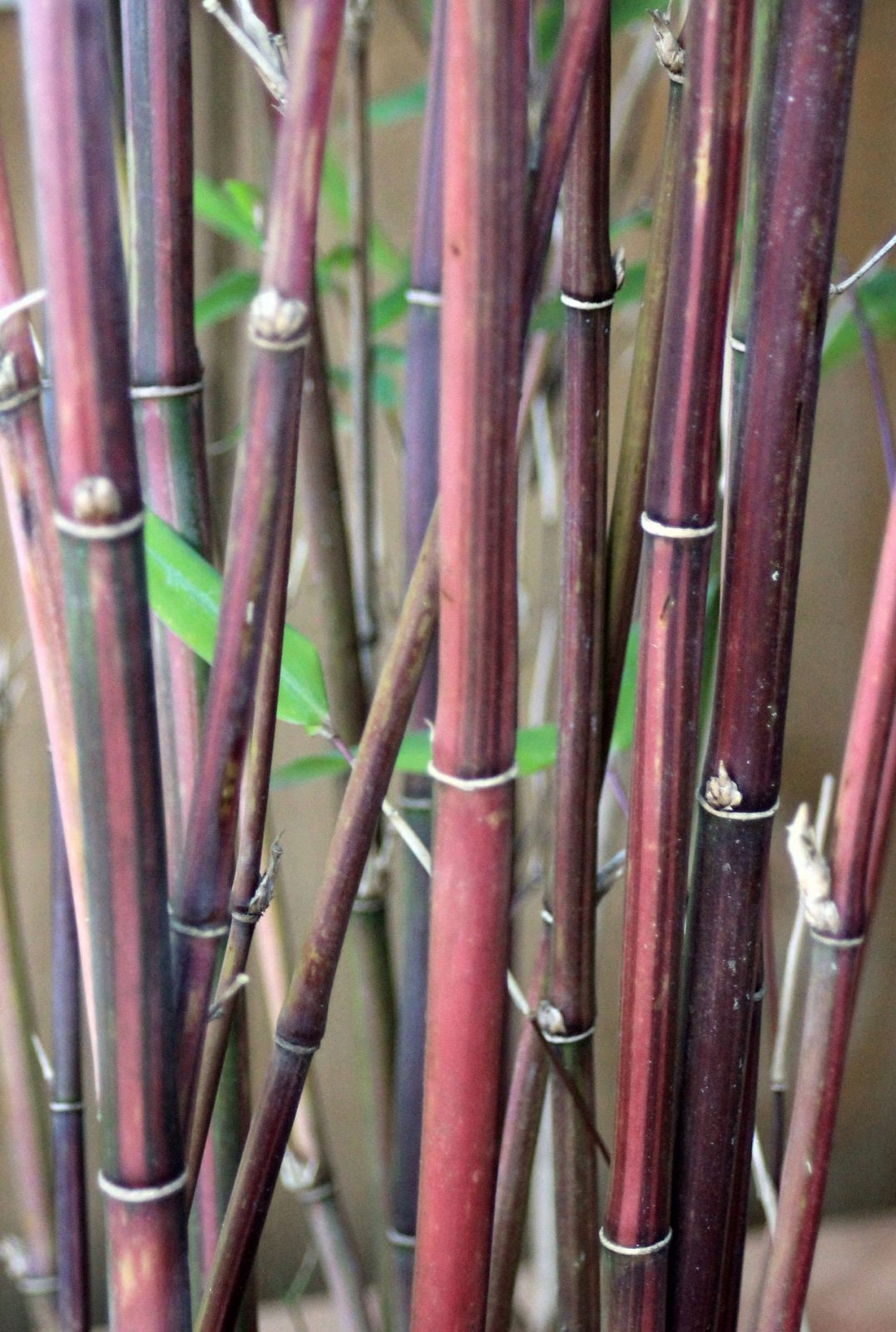 Himalayacalamus falconeri 'Damarapa' "Candy Stripe" - HCFD - Bamboo ...