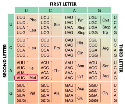Transcription and Translation | Basic Biology