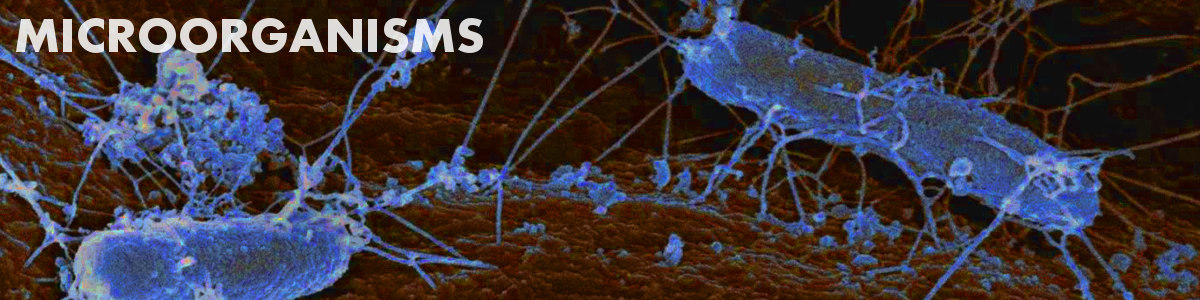 Microorganisms | Basic Biology