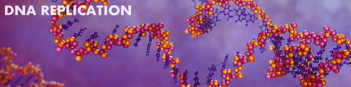 DNA Replication | Basic Biology