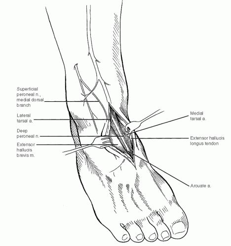 Vessels of the Leg | Basicmedical Key