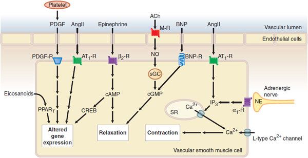 Pharmacodynamics: Molecular Mechanisms of Drug Action | Basicmedical Key