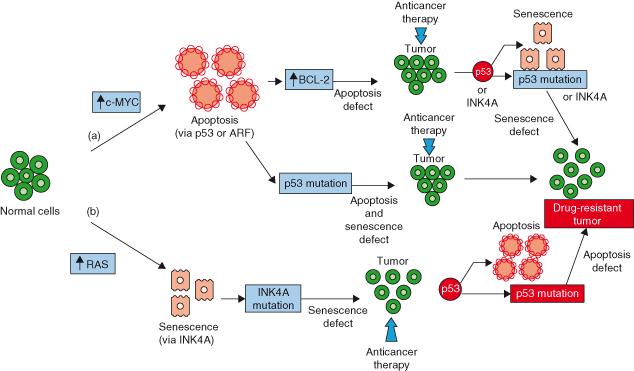 Cell Death | Basicmedical Key