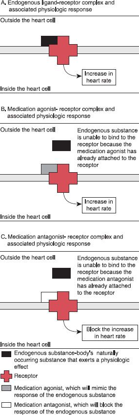 Basic Biopharmaceutics, Pharmacokinetics, and Pharmacodynamics | Basicmedical Key
