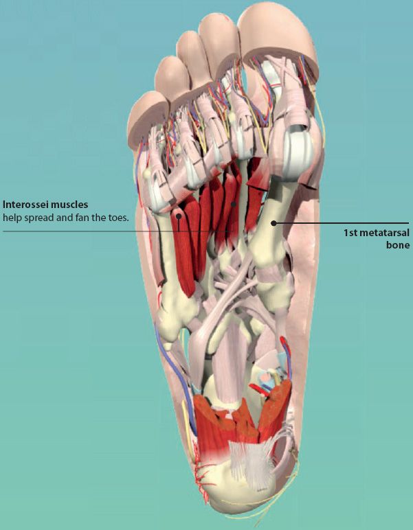 8: THE LOWER LIMB | Basicmedical Key