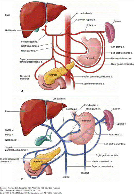 Chapter 9. Foregut | Basicmedical Key